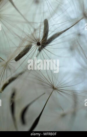 Close up of dandelion seeds floating in the air against blue sky Stock ...