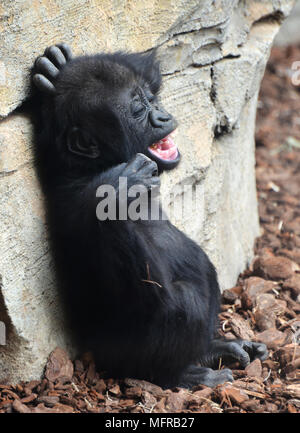 Adorable Baby Gorilla Stock Photo - Alamy