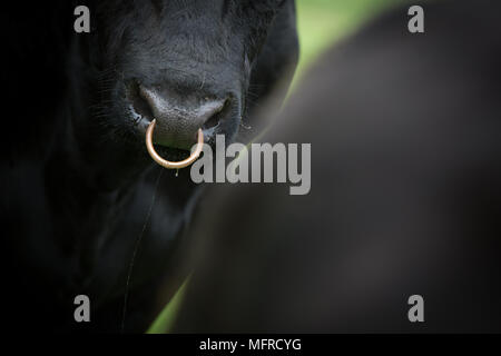 Angus Bull Nose Stock Photo - Alamy