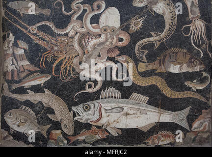 Octopus (Octopus vulgaris) depicted in the Roman mosaic dated from the ...