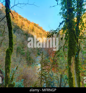 landscape in a shady forest thicket with dense undergrowth Stock Photo ...