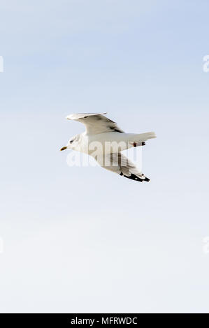 Sea gull flyes in the sky Stock Photo - Alamy