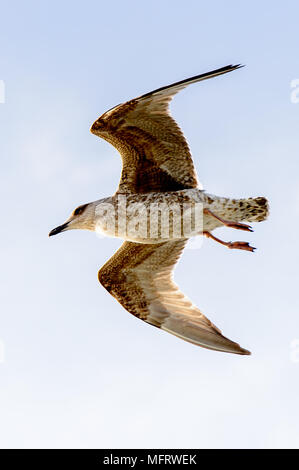 Sea gull flyes in the sky Stock Photo - Alamy