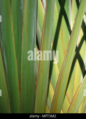 Detail of sword like foliage Plants leaves plant portraits Stock Photo ...