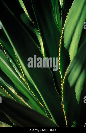 Detail of sword like foliage Plants leaves plant portraits Stock Photo ...