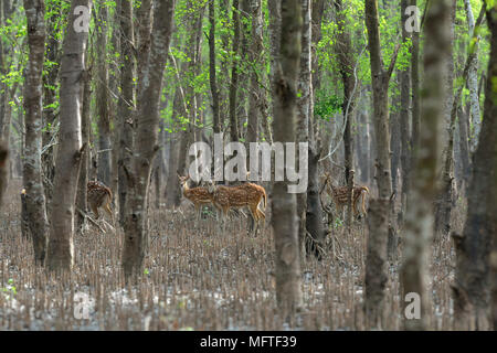 Noakhali, Bangladesh - May 22, 2012: The beautiful Spotted Deer on the ...