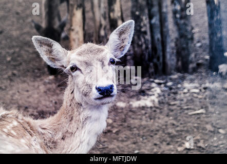Photograph of a young female dear in forest Stock Photo - Alamy