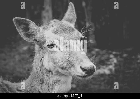 Photograph of a young female dear in forest Stock Photo - Alamy