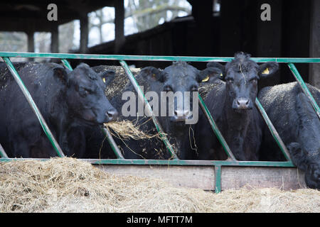 Angus cattle eating Stock Photo - Alamy