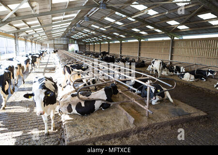 Intensive Dairy Cows Stock Photo - Alamy