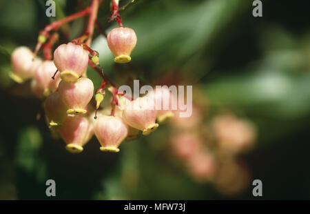 Strawberry Tree (Arbutus unedo Compacta), Ericaceae Stock Photo - Alamy
