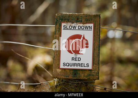 Formby, Borough of Sefton, Merseyside, England. Freshfield Squirrel ...