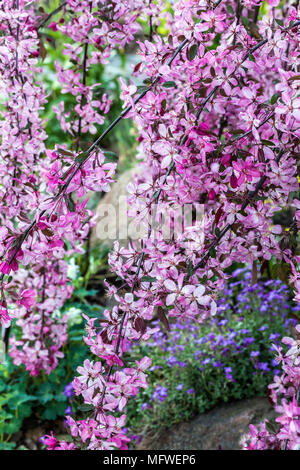 Branches of a blossoming decorative apple tree against the sky Stock ...