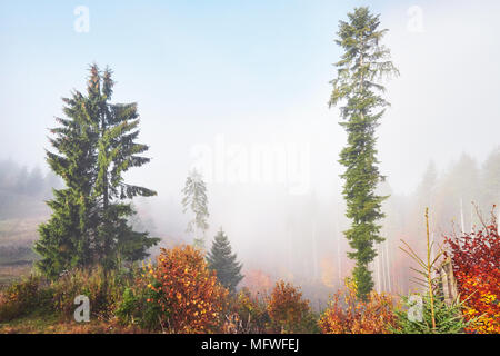 Morning fog creeps with scraps over autumn mountain forest covered in ...