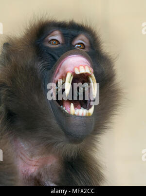 Gelada (Theropithecus gelada) displaying its teeth and gums with its ...