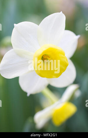 narcissus minnow daffodil white flower perianth with yellow cup ...