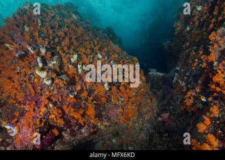 Colony Flower Tree Coral (Scleronephthya sp.). Riot of colors of ...