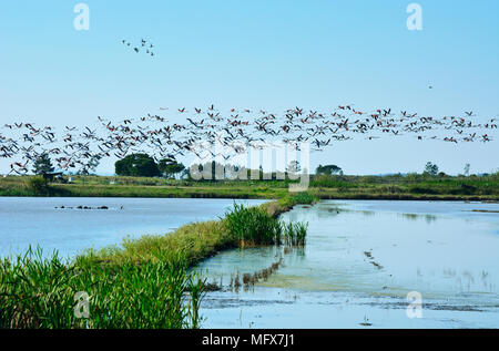 Flamingos (Phoenicopterus roseus) in the marshes of the Sado Estuary ...