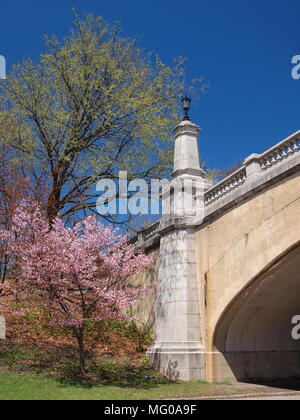 Branch Brook Cherry Blossoms - Branch Brook Park, which runs through ...