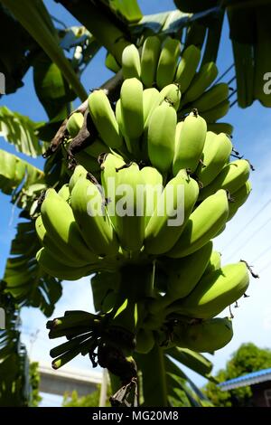 Low angle view of a banana tree Stock Photo - Alamy