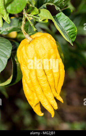 Buddhas hand fruit on the tree in the garden. Citrus medica. Fingered ...
