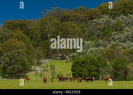 Rural farming lands out along Mount Mackenzie Road in Tenterfield, New ...