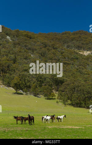 Rural farming lands out along Mount Mackenzie Road in Tenterfield, New ...