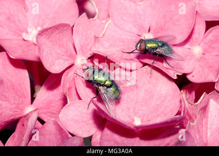 HYDRANGEA WITH GREEN BOTTLE FLY Stock Photo - Alamy