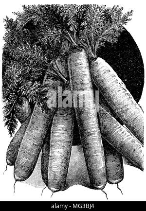 Old botanical illustration engraving of Blunt Shield Fern / Lastraea ...