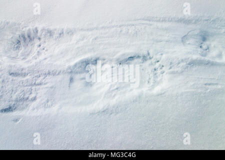 Polar Bear footprints in the snow on the pack ice in the Svalbard Stock ...