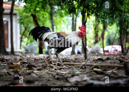 Red chicken digging in the ground, looking for food, resting, lying ...