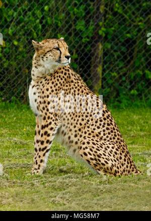 Cheetah the fastest land animal on the planet Stock Photo - Alamy