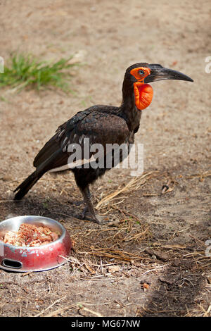 Southern Ground Hornbill in an enclosure at the John Ball Zoo Stock ...