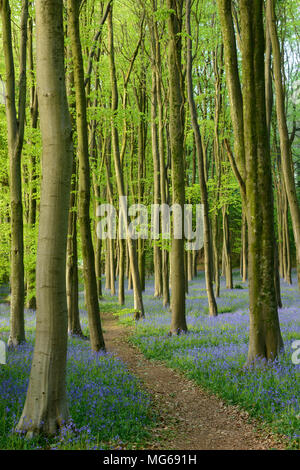 Wrington, North Somerset, GB, United Kingdom, England, N 51 21' 42'', S ...