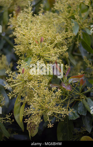 Avocado flowers at pollination time Stock Photo - Alamy