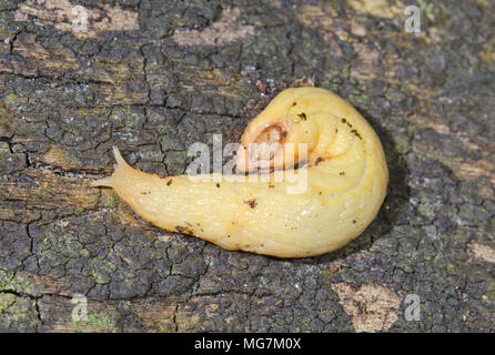 Rare Ear shelled Slug (Testacella haliotidea). Testacellidae. Sussex ...