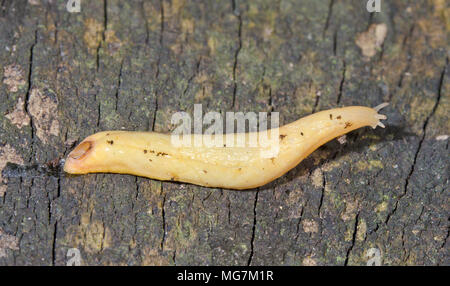 Rare Ear shelled Slug (Testacella haliotidea). Testacellidae. Sussex ...