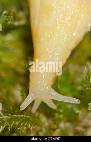 Rare Ear shelled Slug (Testacella haliotidea). Testacellidae. Sussex ...
