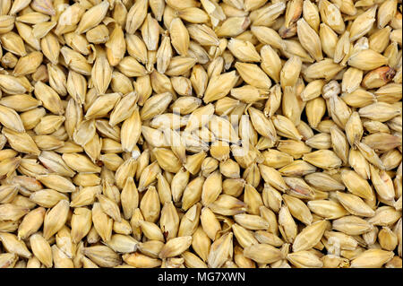 Maris Otter two row malted brewing barley grains, pale malt used in ...