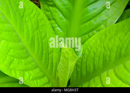 Skunk cabbage along Daly Lake Trail, Willamette National Forest, Oregon ...