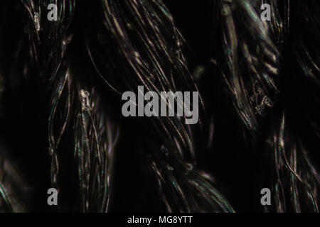 Black nylon mesh cloth fibers under the microscope Stock Photo - Alamy
