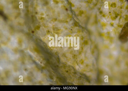 Cucumber under the microscope Stock Photo - Alamy
