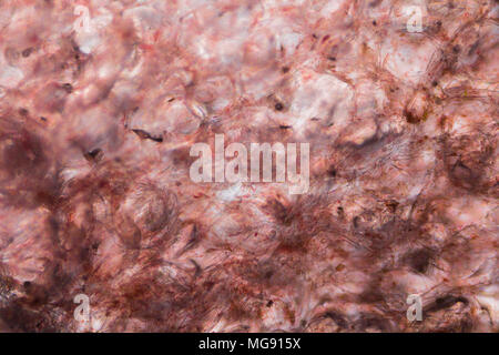Tomato under the microscope Stock Photo - Alamy