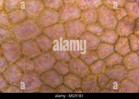 Tomato under the microscope Stock Photo - Alamy