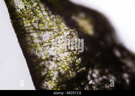 Cucumber under the microscope Stock Photo - Alamy