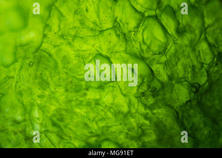 Cucumber under the microscope Stock Photo - Alamy