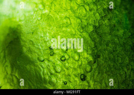 Cucumber under the microscope Stock Photo - Alamy