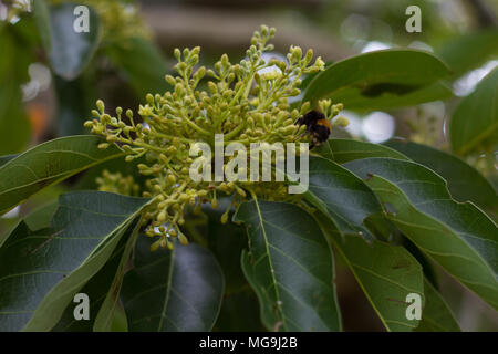 Avocado trees in flower at pollination time Stock Photo - Alamy