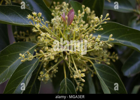 Avocado flowers at pollination time Stock Photo - Alamy