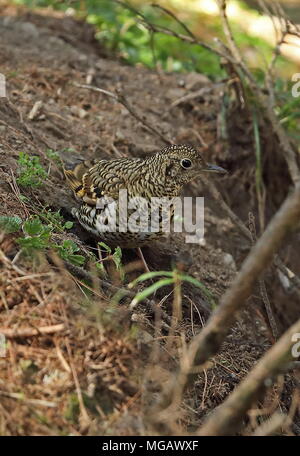 White's Thrush (Zoothera aurea), foraging in a meadow, side view ...